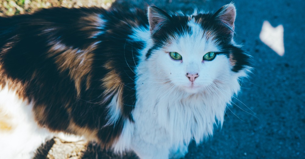 Einzigartige Fell Zeichnungen bei Katzen – Die Natur hat die besten ...